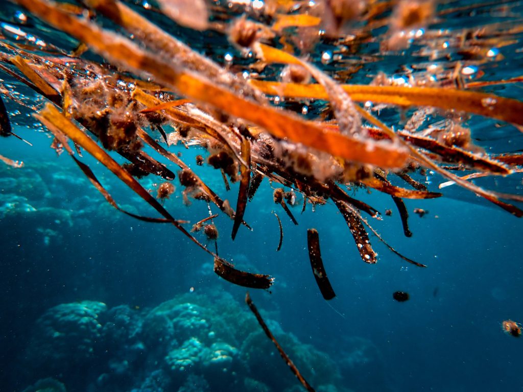 The Different Types Of Seaweeds